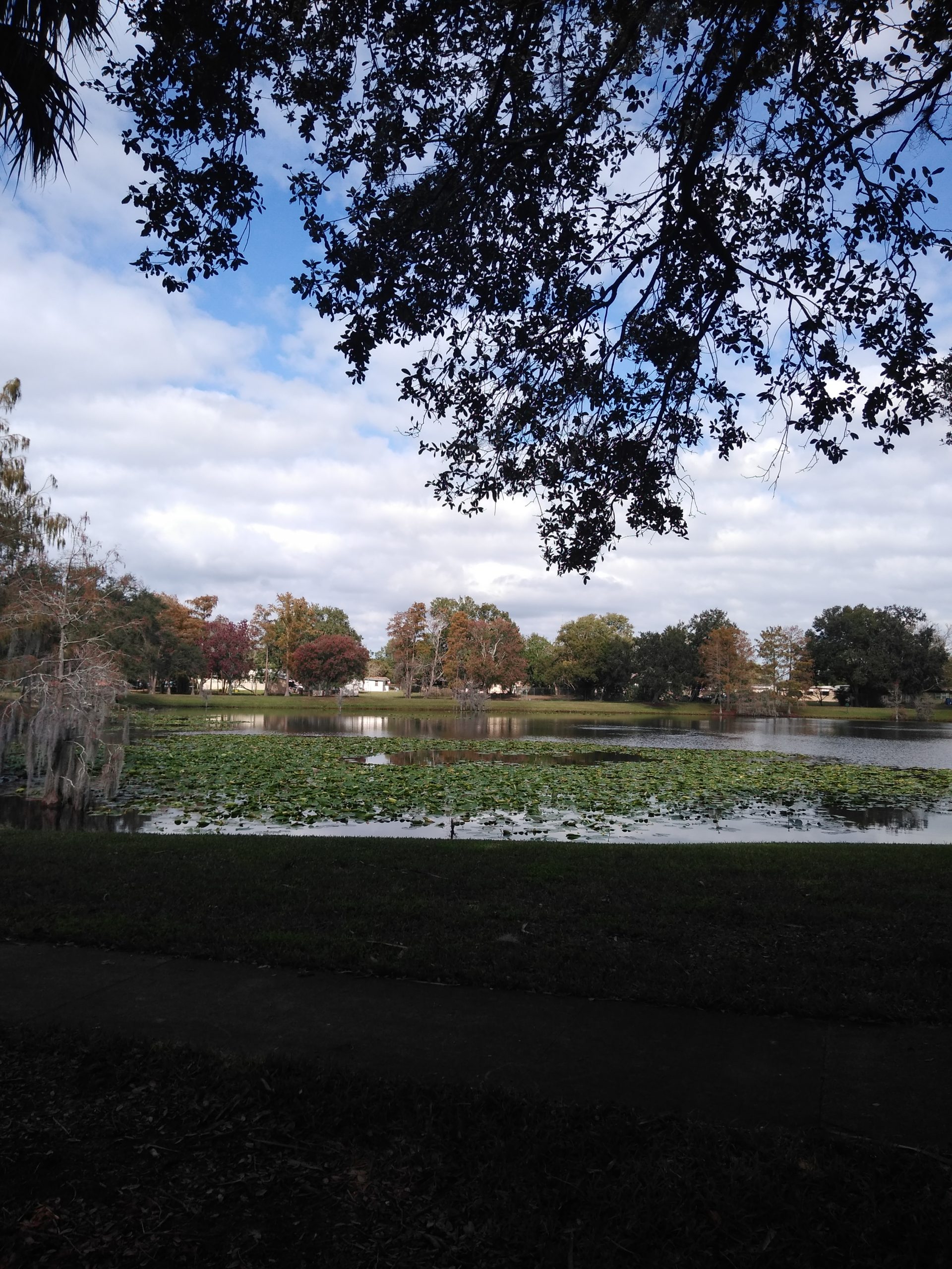 Exploring the World With Pokemon Go: Demetree Park